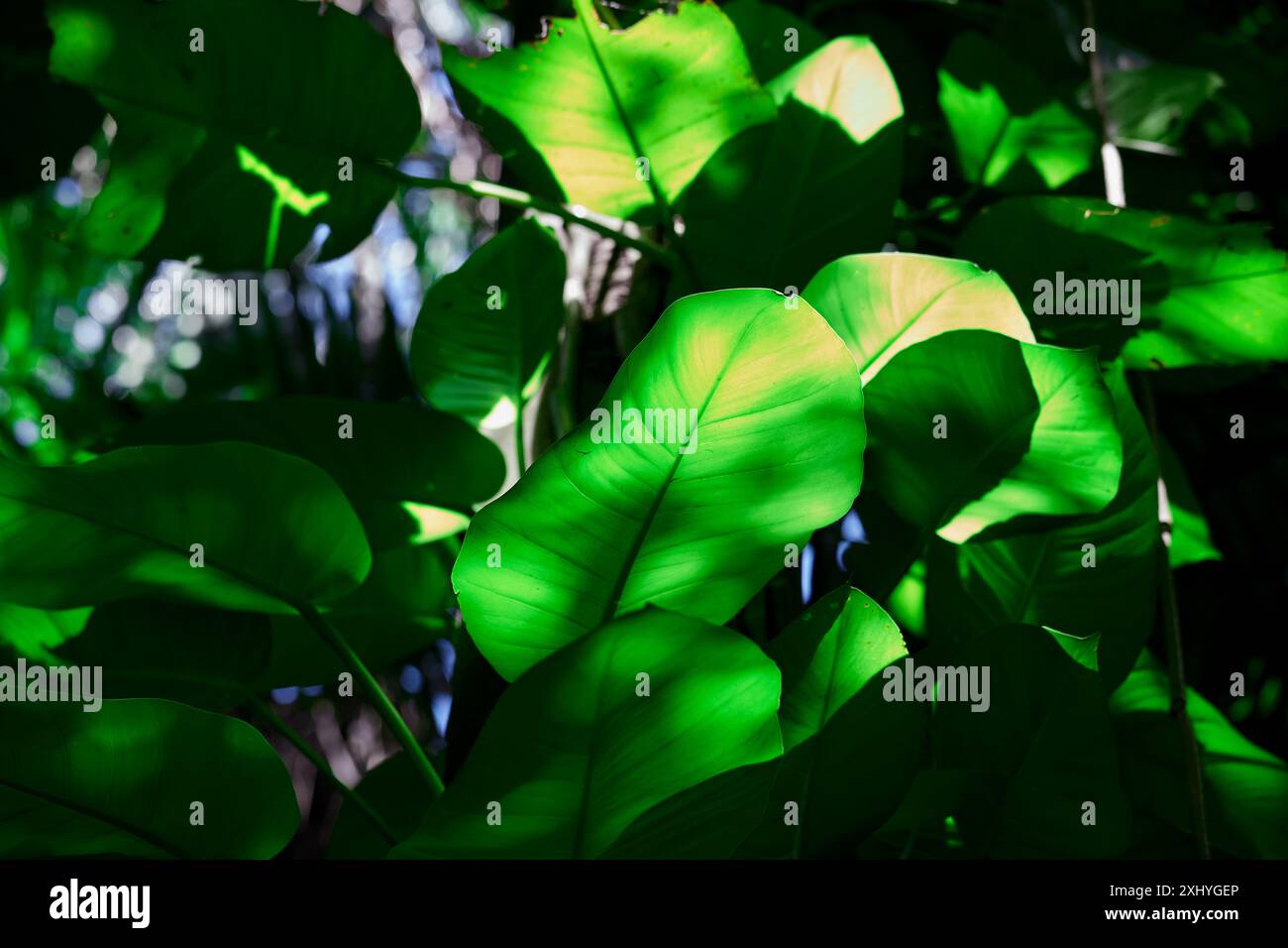 Full sunlight plant hi-res stock photography and images - Alamy