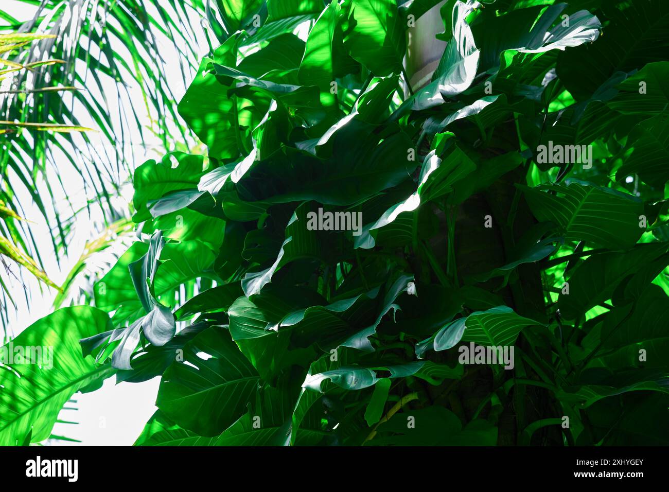 Full sunlight plant hi-res stock photography and images - Alamy