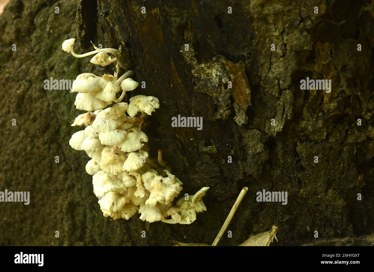 fungus mushroom bunch growing from decay log or animal stool on ground ...