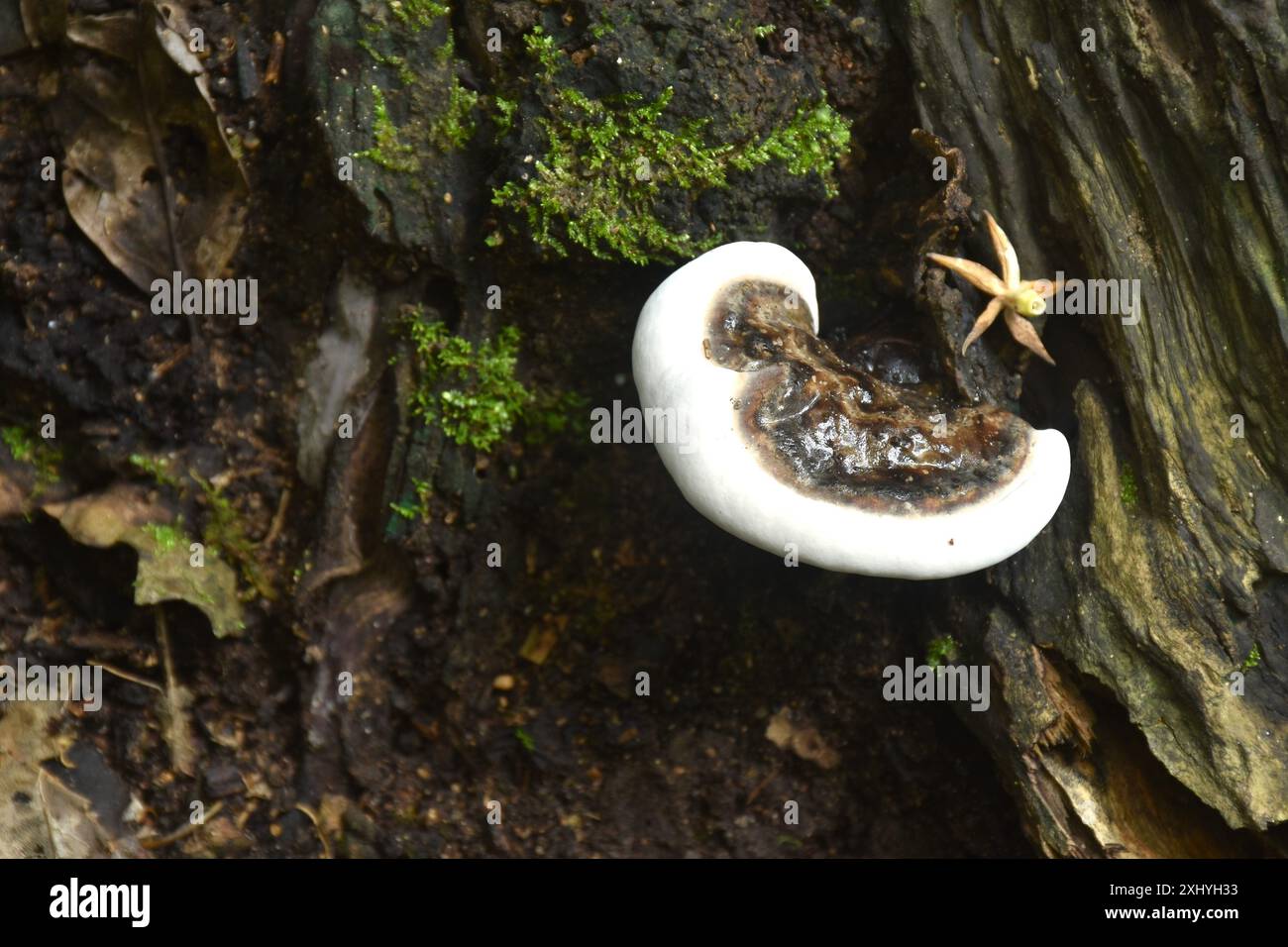 fungus mushroom bunch growing from decay log or animal stool on ground ...