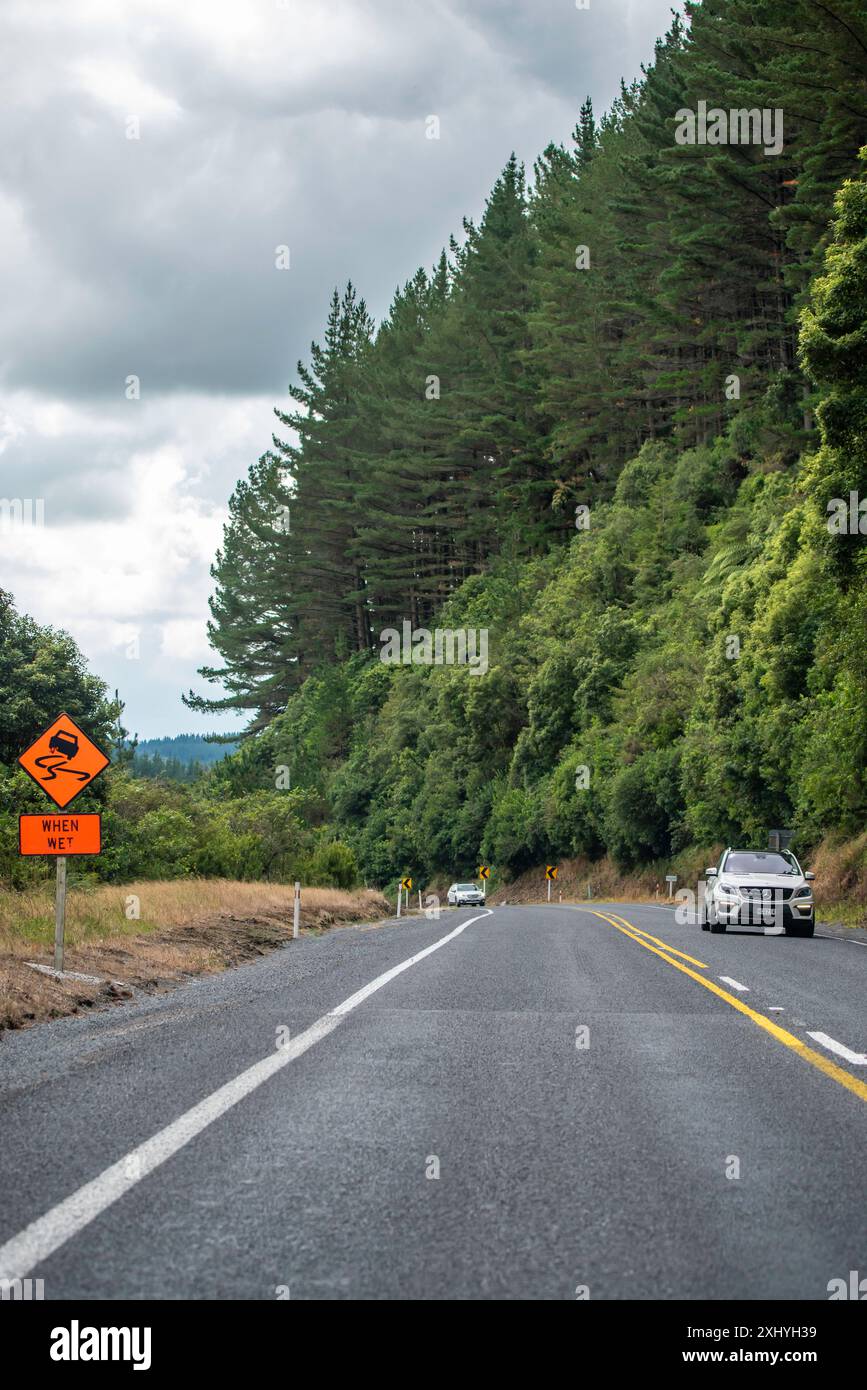 Radiata Pine trees are grown for export and local consumption ...