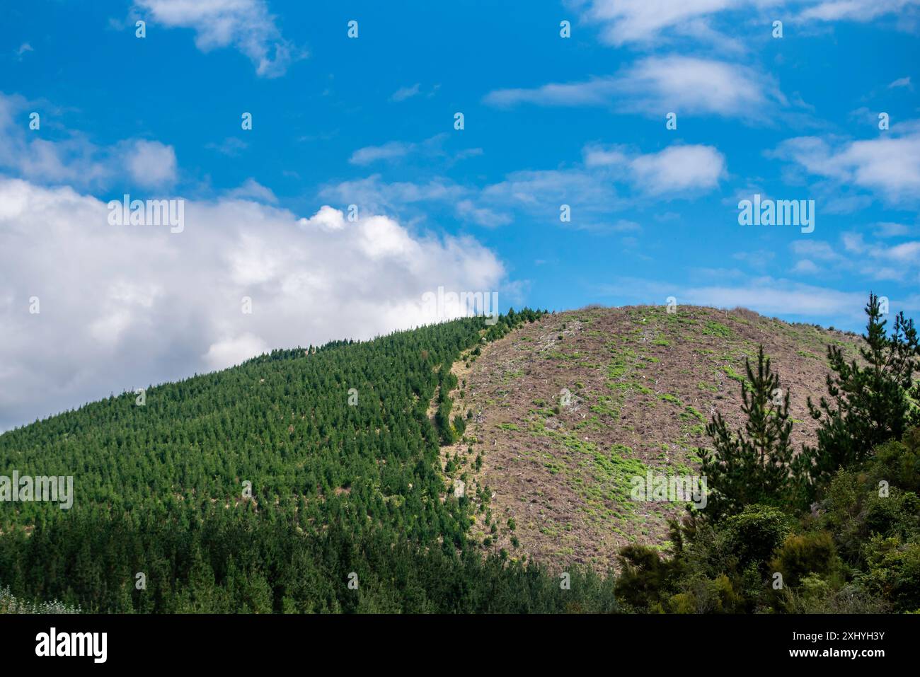 Radiata Pine trees are grown for export and local consumption ...