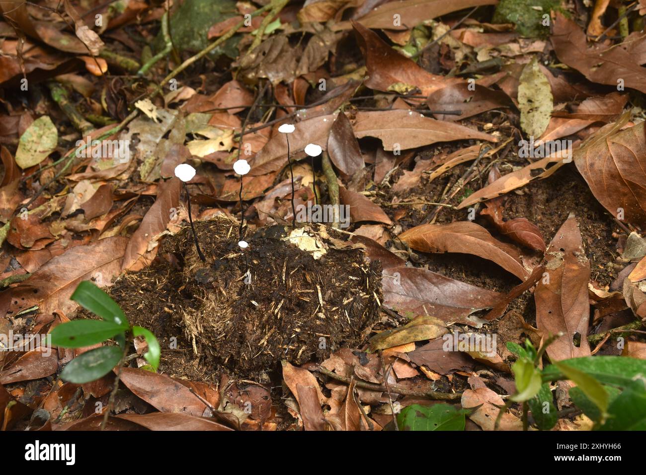 Breeding ground of fungus hi-res stock photography and images - Alamy
