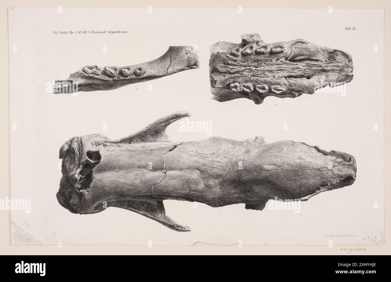 Natural History Drawing Cordts, Carl Christian Larsen 1844 - 1910 ...