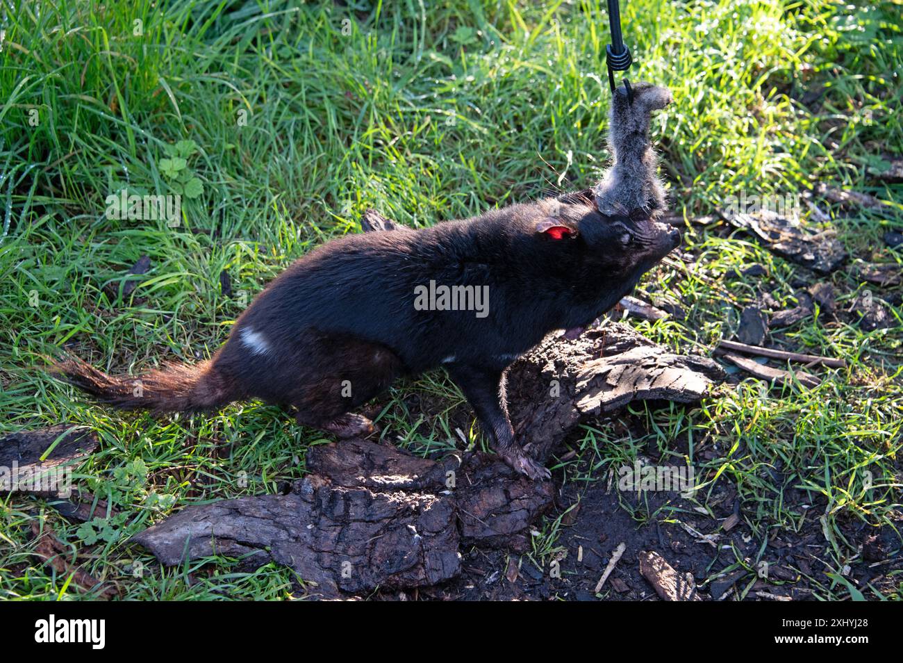 A Tasmanian Devil grabs a piece of boned meat from a Road Kill by its ...