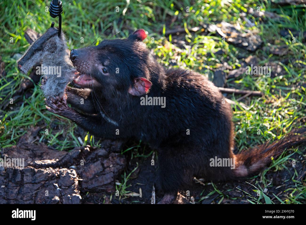 Australian unzoo hi-res stock photography and images - Alamy