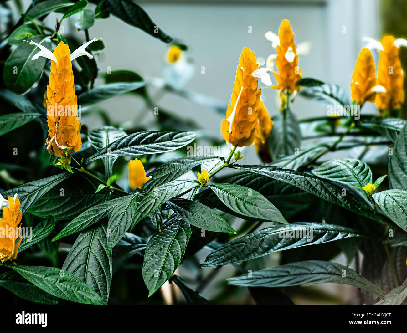 Pachystachys lutea, commonly known as golden shrimp plant or lollipop ...