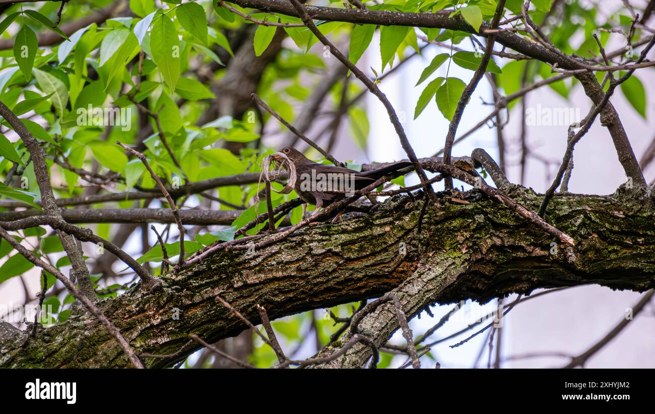 Carrying grass for nest hi-res stock photography and images - Alamy
