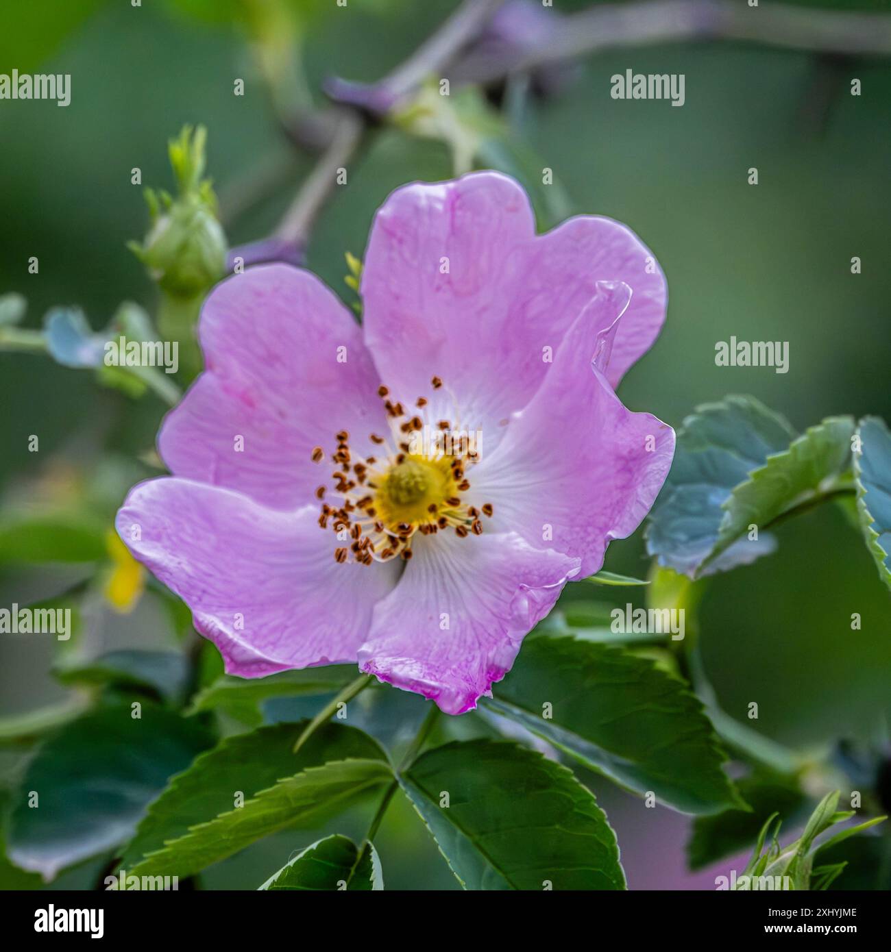 Rosa rugosa wild rose hi-res stock photography and images - Alamy