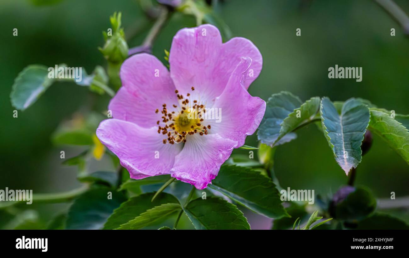 Rosa rugosa wild rose hi-res stock photography and images - Alamy