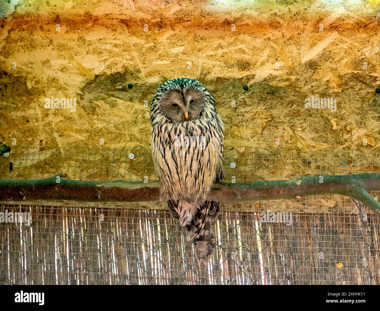 Owl in a cage hi-res stock photography and images - Alamy