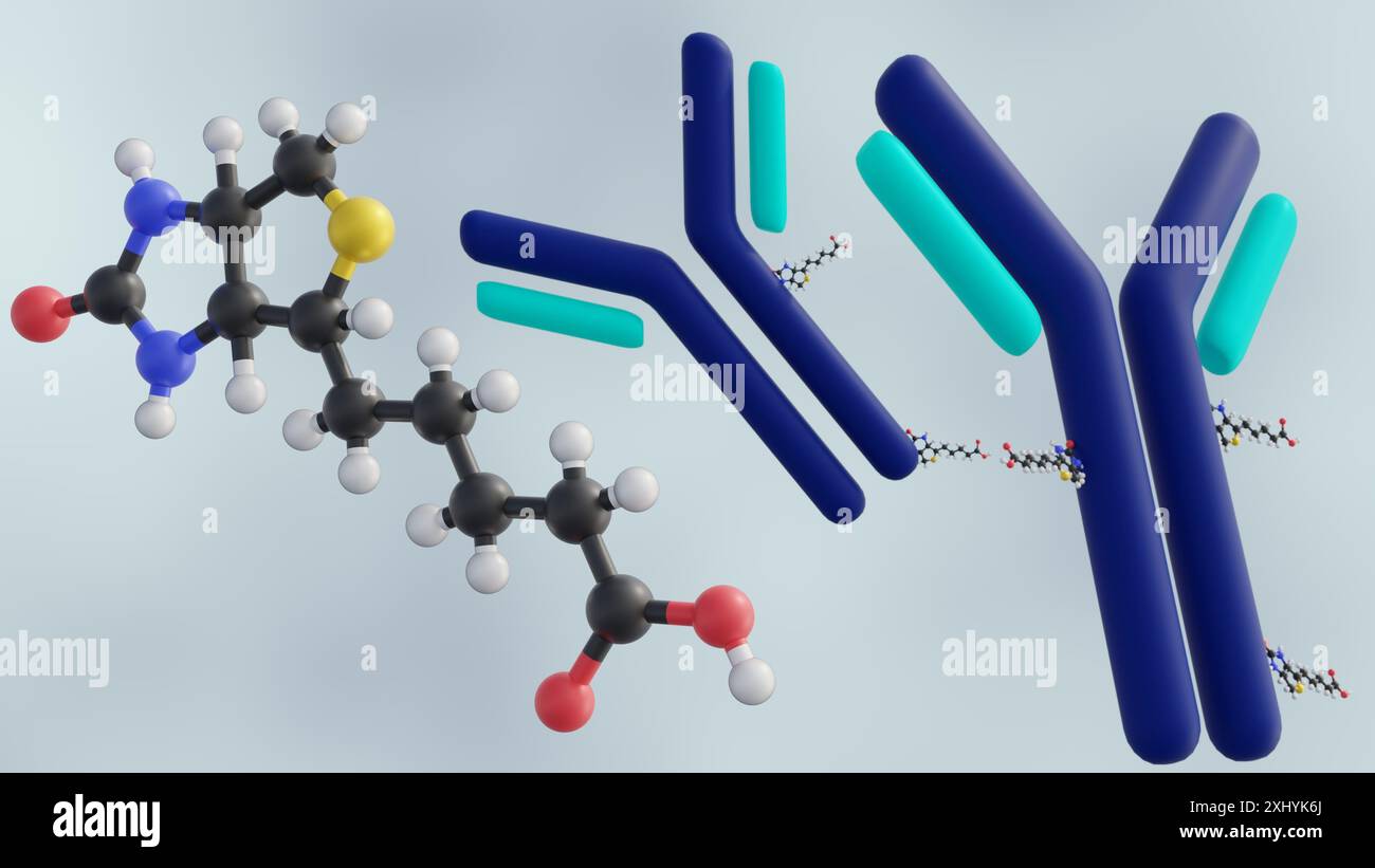 3D rendering of biotinylated antibody, an engineered protein designed ...