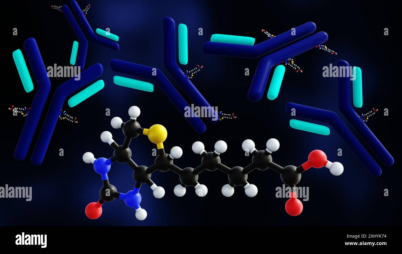 3D rendering of biotinylated antibody, an engineered protein designed ...