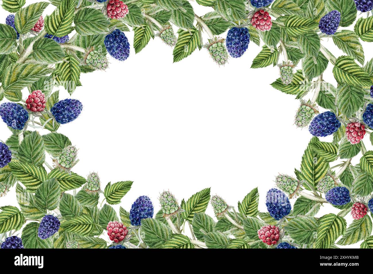 Frame of berries and blackberry leaves, watercolor illustration of ...