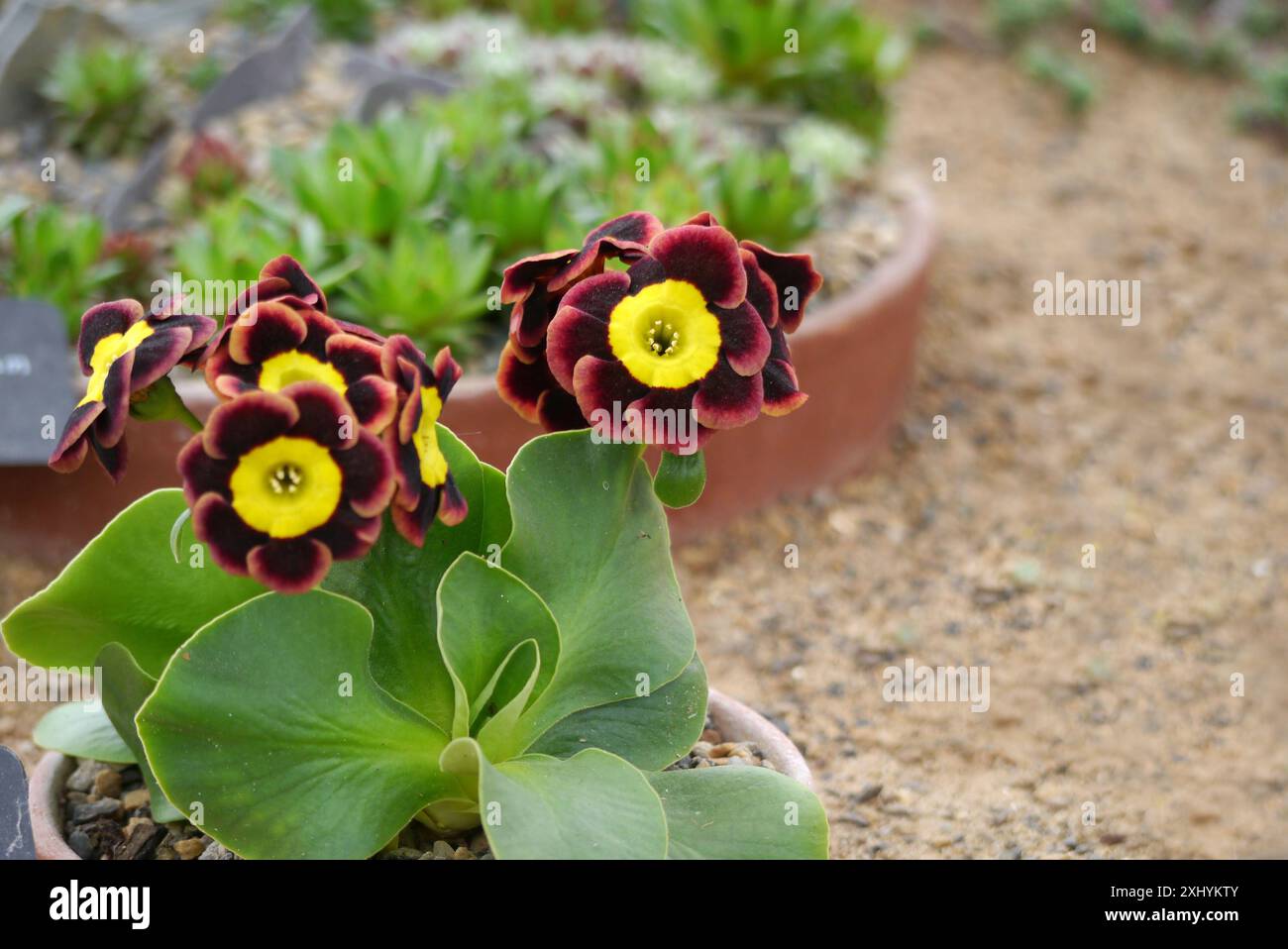 Dark Red Primula Auricula 'Indian Love Call' Flowers grown in the ...