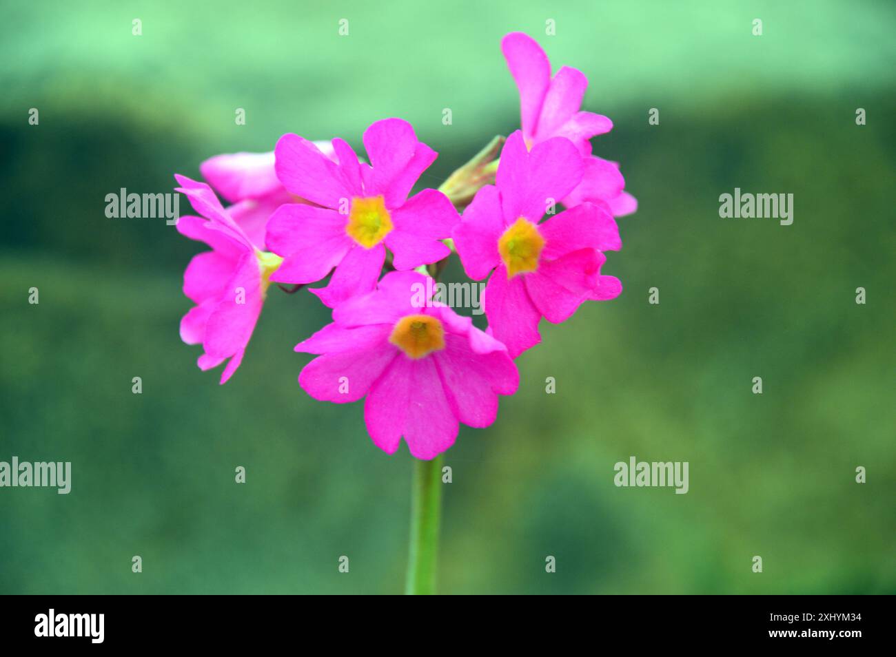 Pink Primula Rosea 'Grandiflora' (Rosy Primrose) Flowers grown in the ...