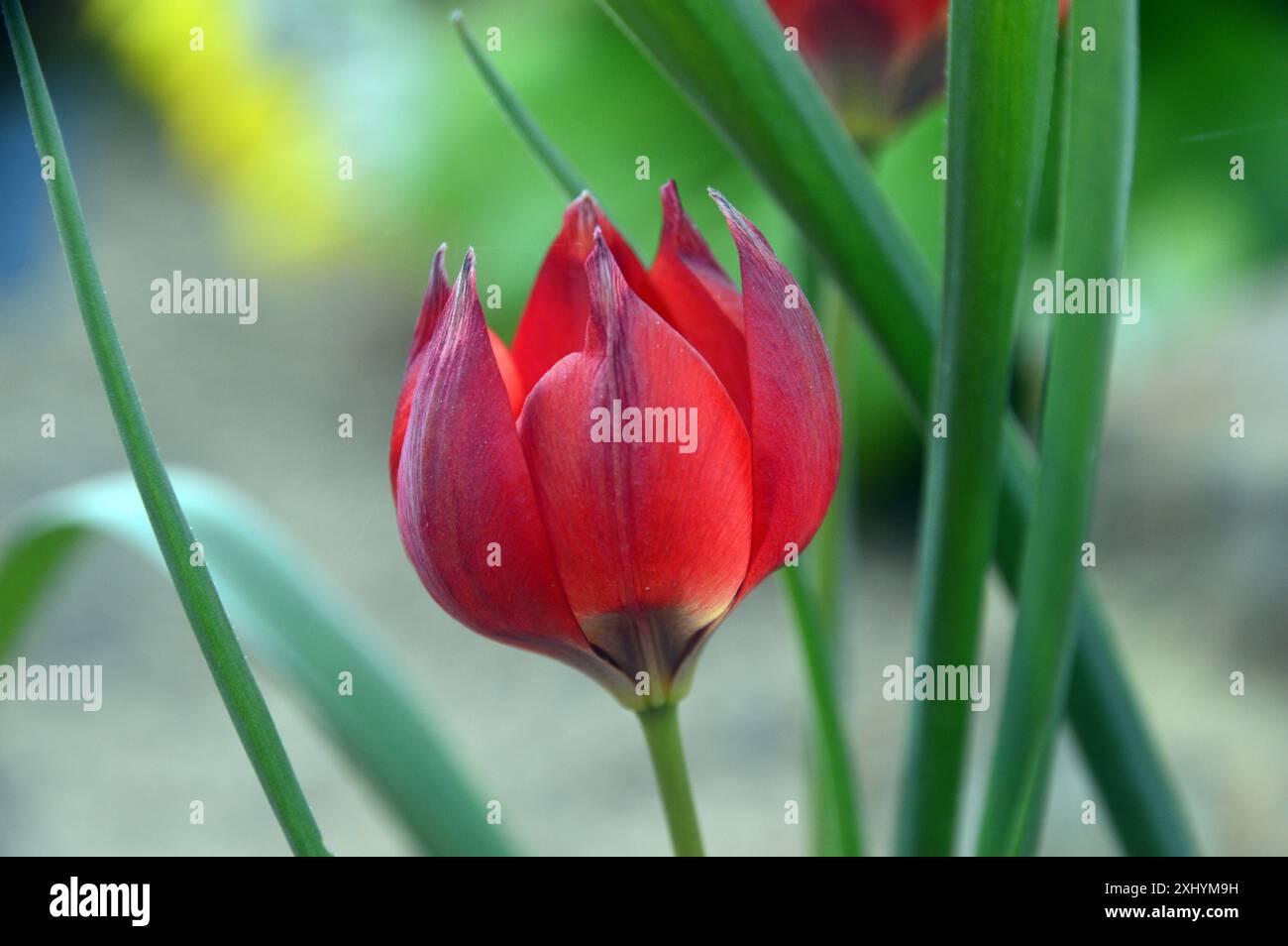 Single Small Dwarf Red Tulipa Hageri 'Little Beauty' Tulip Flower grown ...