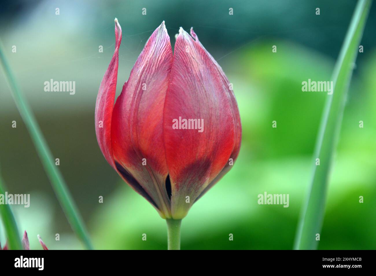 Single Small Dwarf Red Tulipa Hageri 'Little Beauty' Tulip Flower grown ...