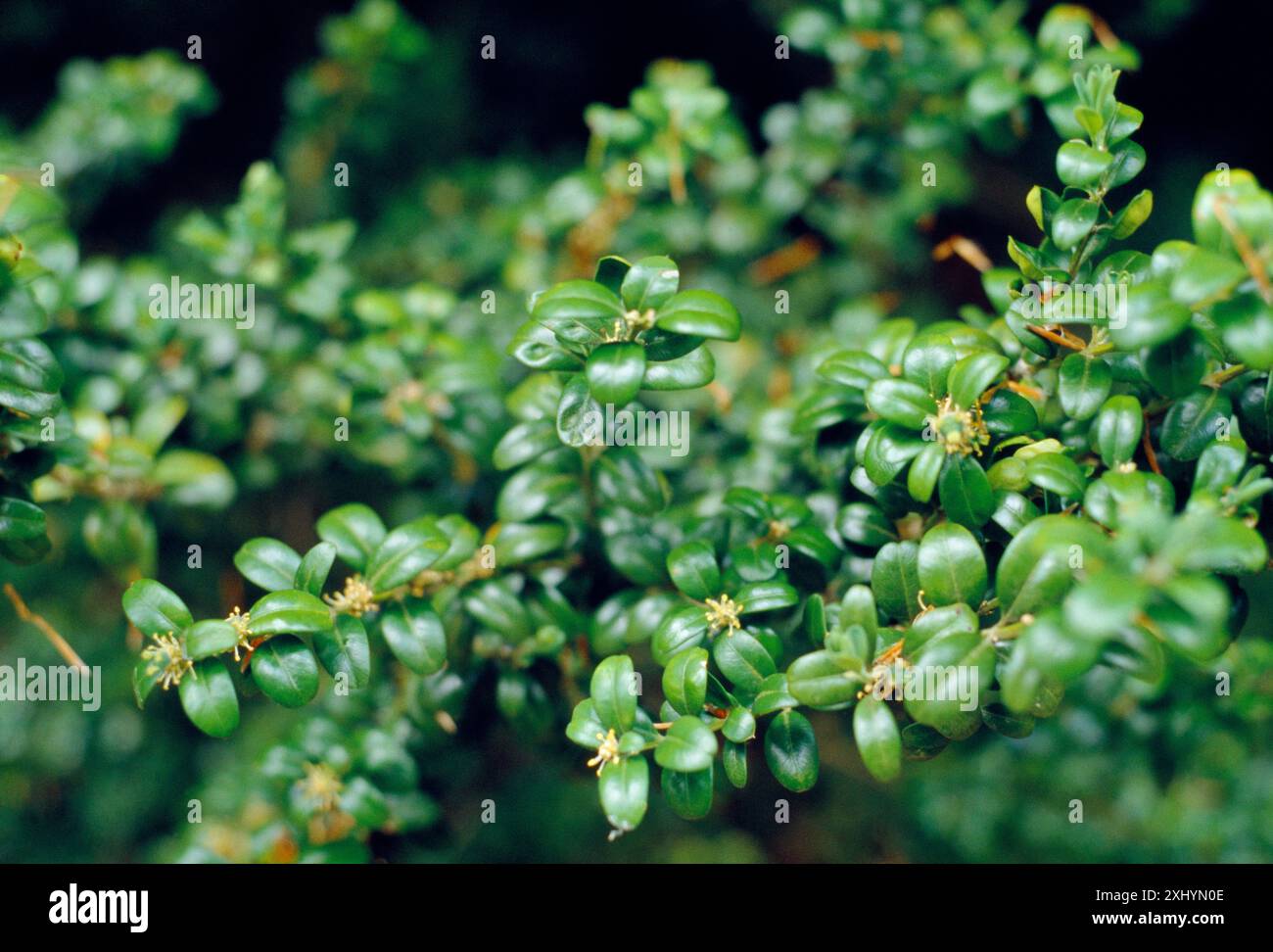 Planta plantas naturaleza hi-res stock photography and images - Alamy