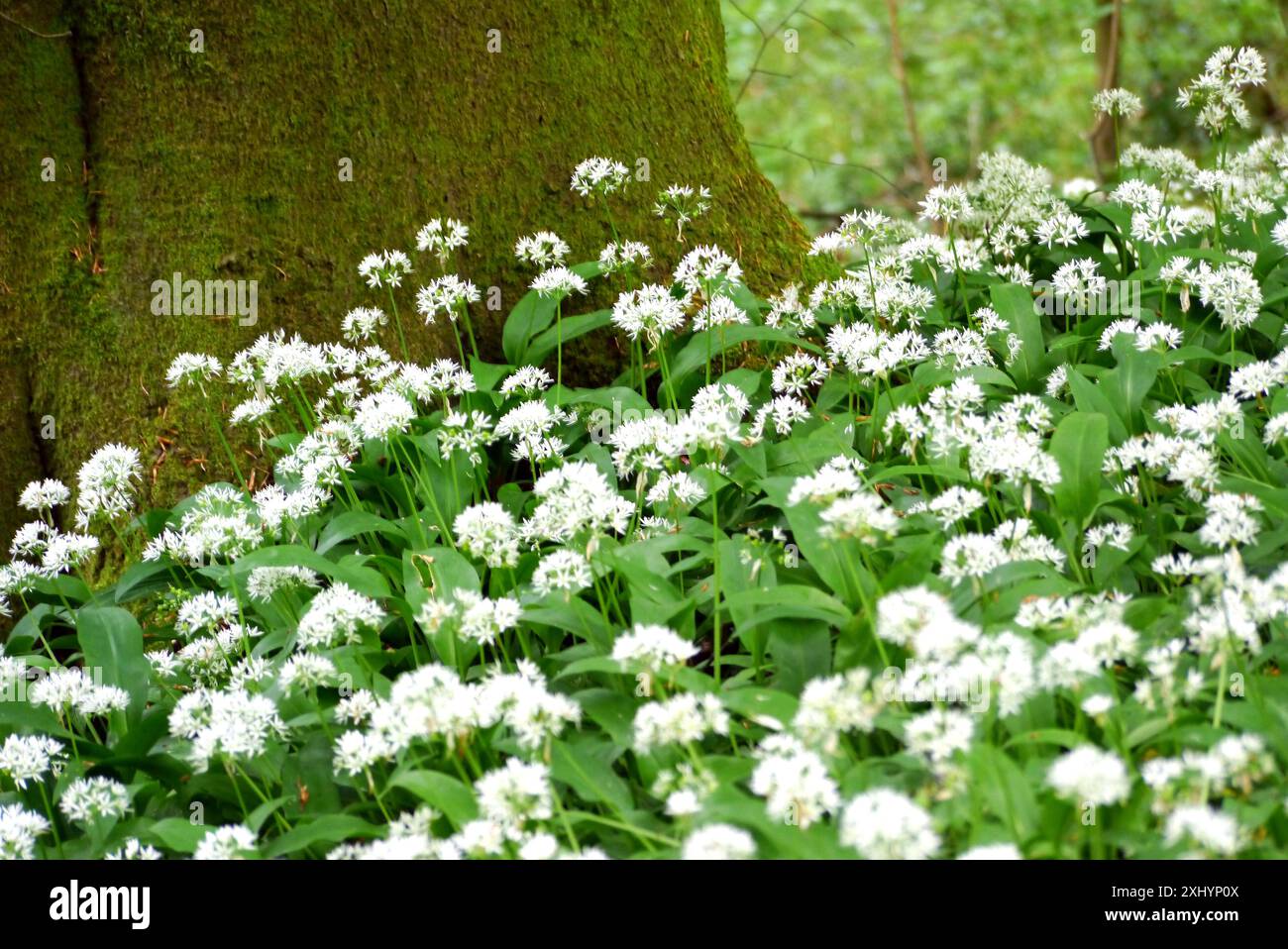 White Wild Garlic (Allium Ursinum) Flowers by the Dales Way Footpath in ...