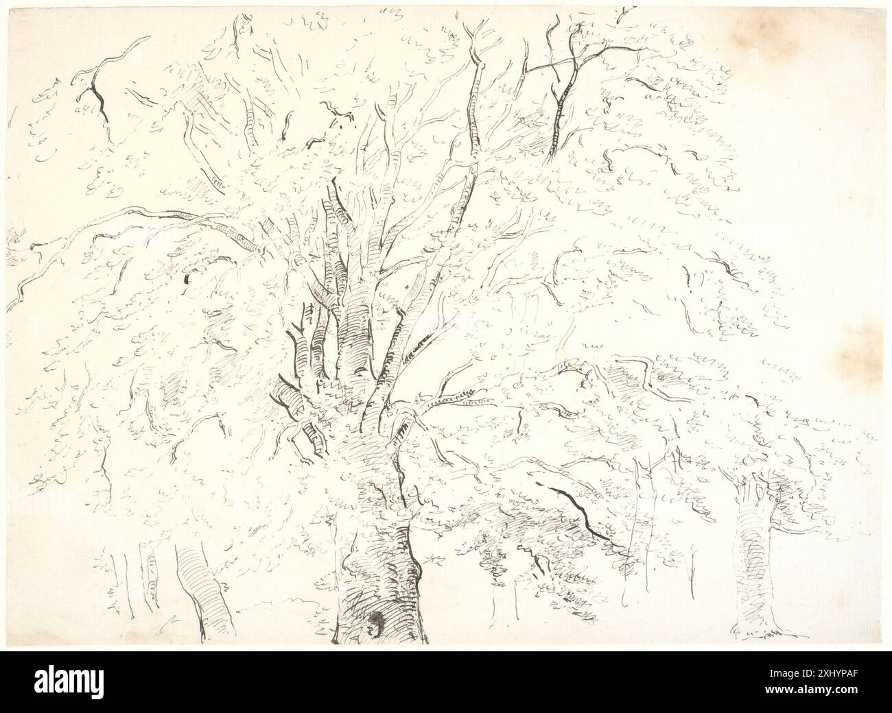 Drawing by Dankvart Dreyer showing the crown of a large tree, depicting ...