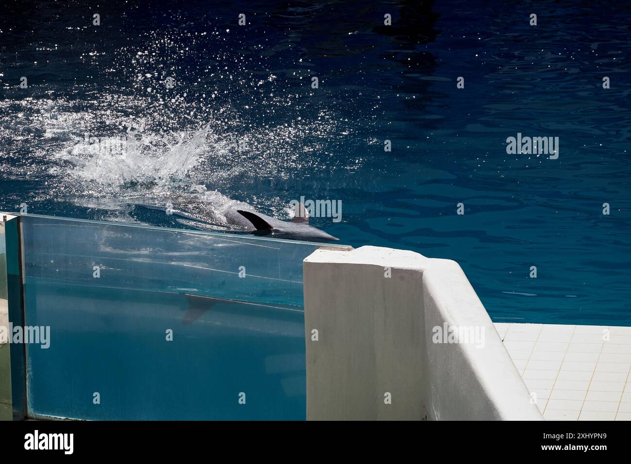 Dolphin swimming in the pool Stock Photo - Alamy