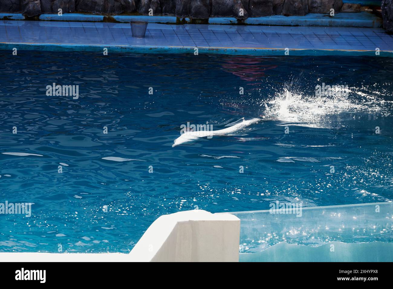 Dolphin swimming underwater pool playing hi-res stock photography and ...