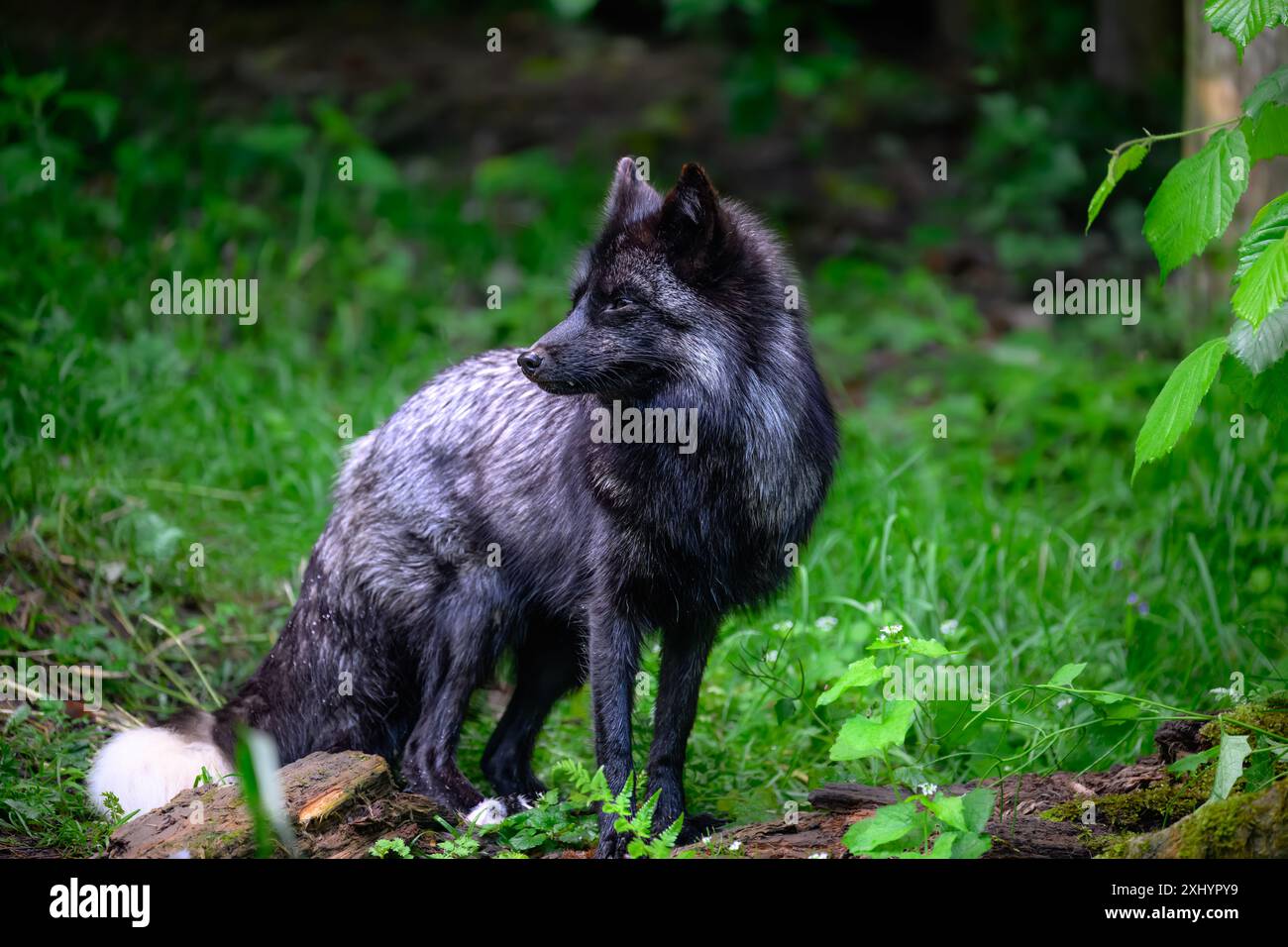 Silver fox dog hi-res stock photography and images - Alamy
