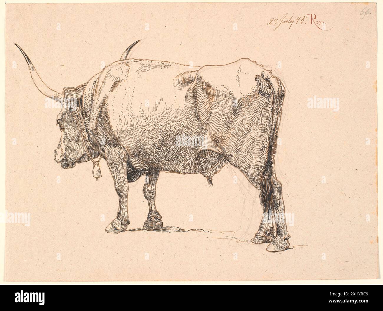 Drawing by Johan Thomas Lundbye (1818-1848) showing a Roman bull with a ...