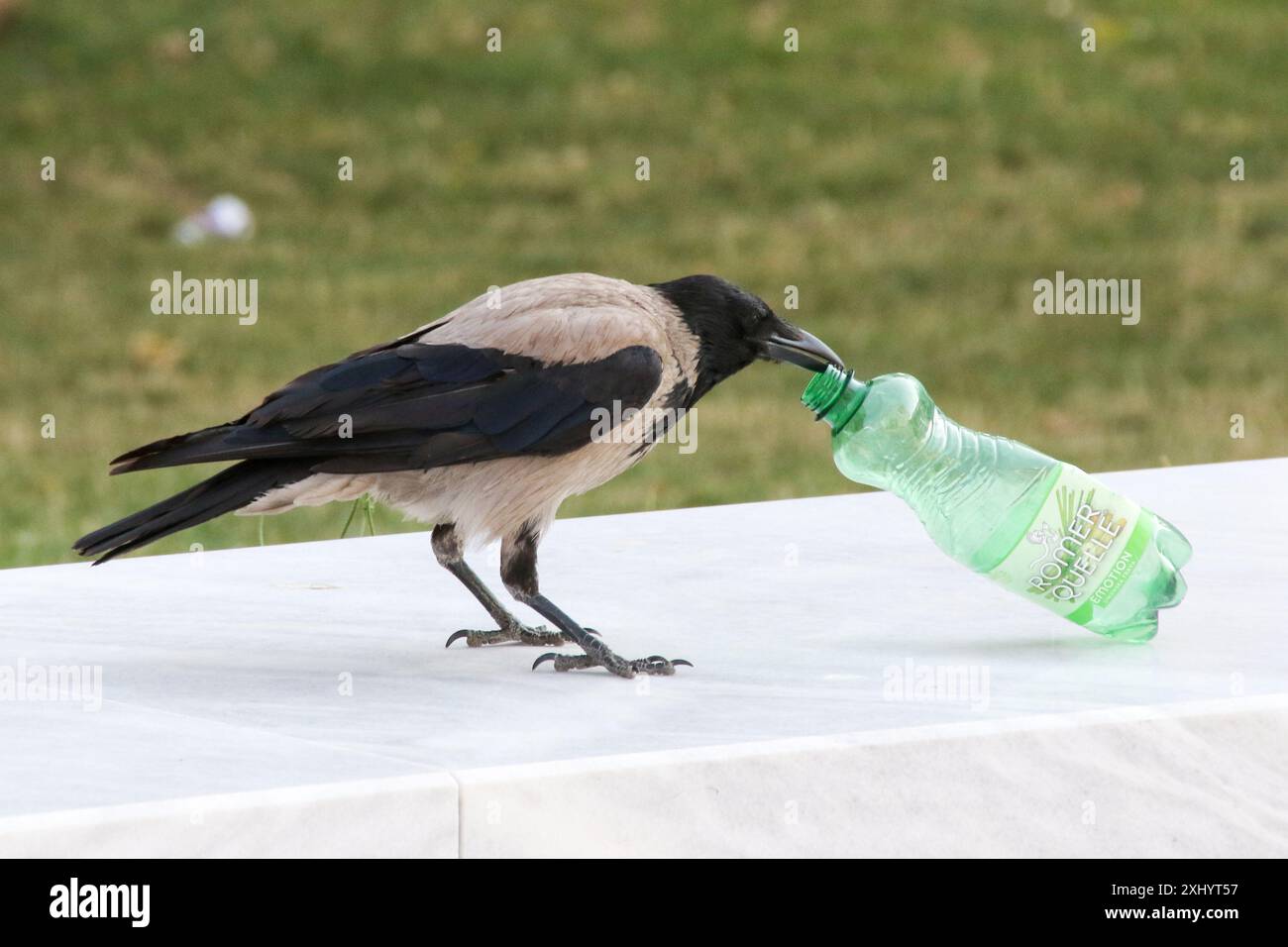 Hooded Crow At Karadjordjen Park , Belgrade, Serbia Stock Photo - Alamy