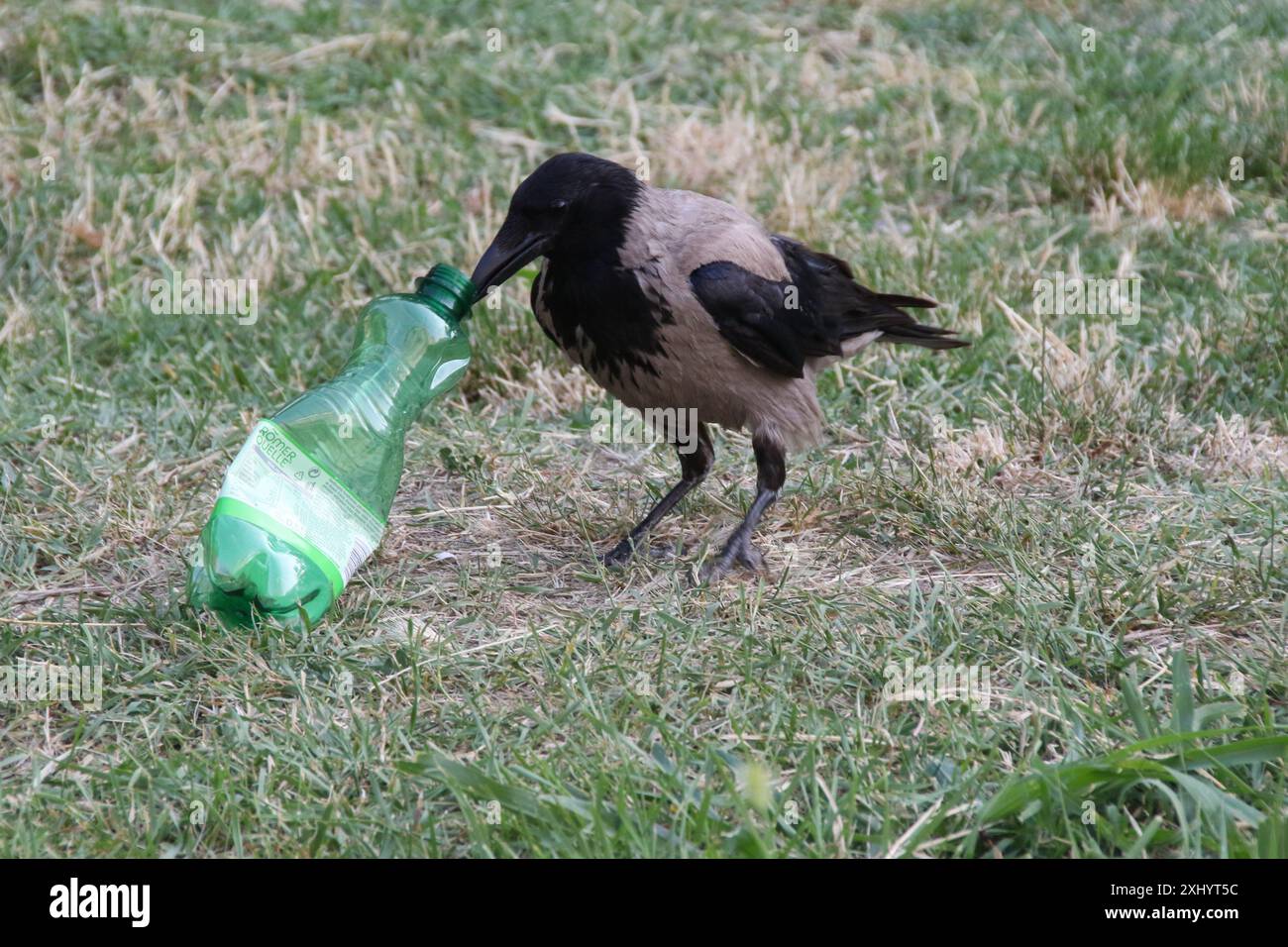 Hooded Crow At Karadjordjen Park , Belgrade, Serbia Stock Photo - Alamy