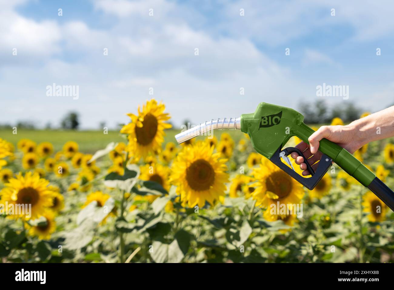 Hand with biofuel refueling nozzle on a background of sunflower field ...
