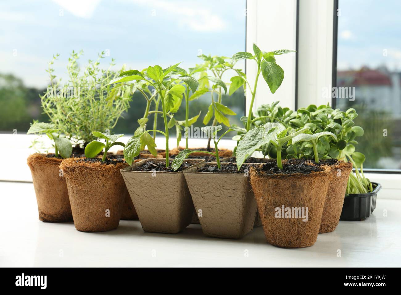 Many different seedlings growing in pots on window sill Stock Photo - Alamy