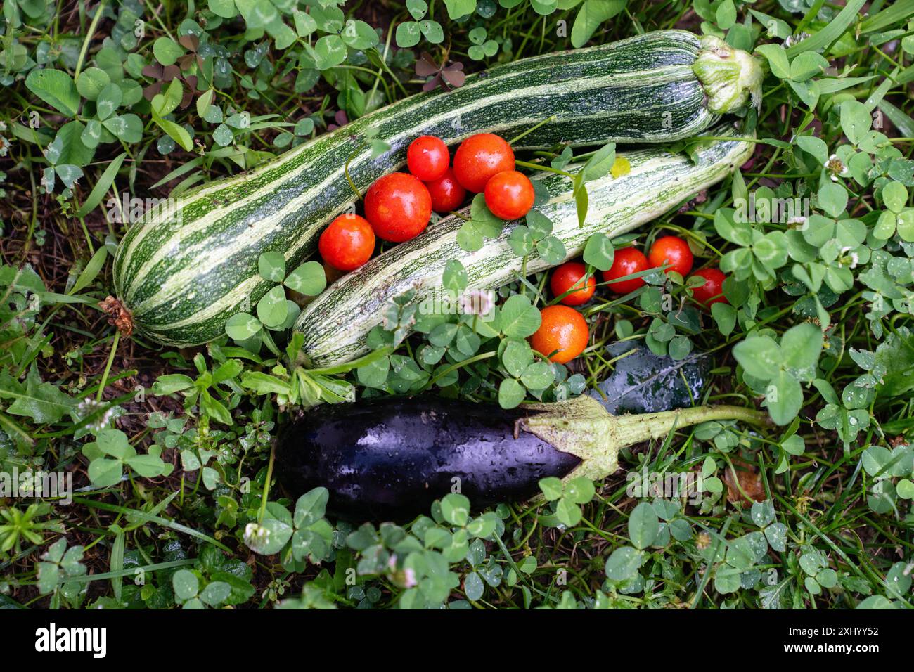 Organic vegetable farm on hi-res stock photography and images - Alamy