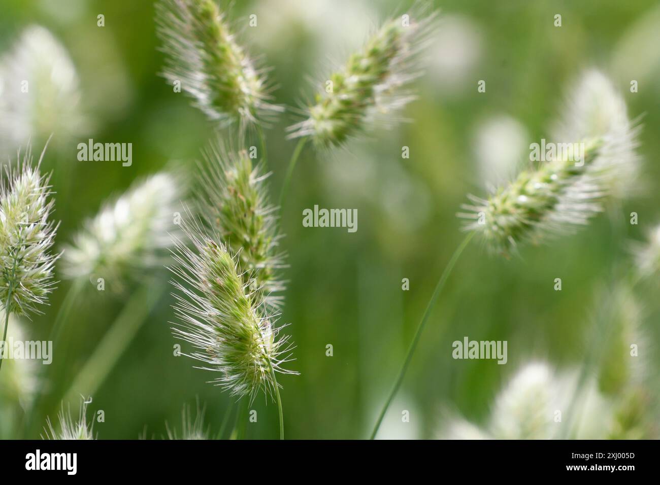 Planta desconocida hi-res stock photography and images - Alamy