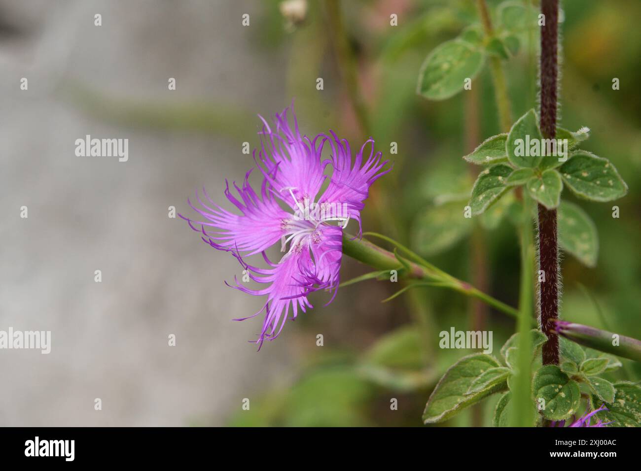 Planta plantas naturaleza hi-res stock photography and images - Alamy