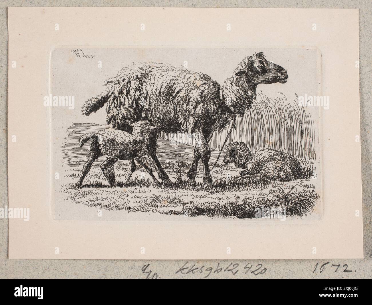 This engraving by Johannes Wilhelm Zillen depicts an adult sheep with ...