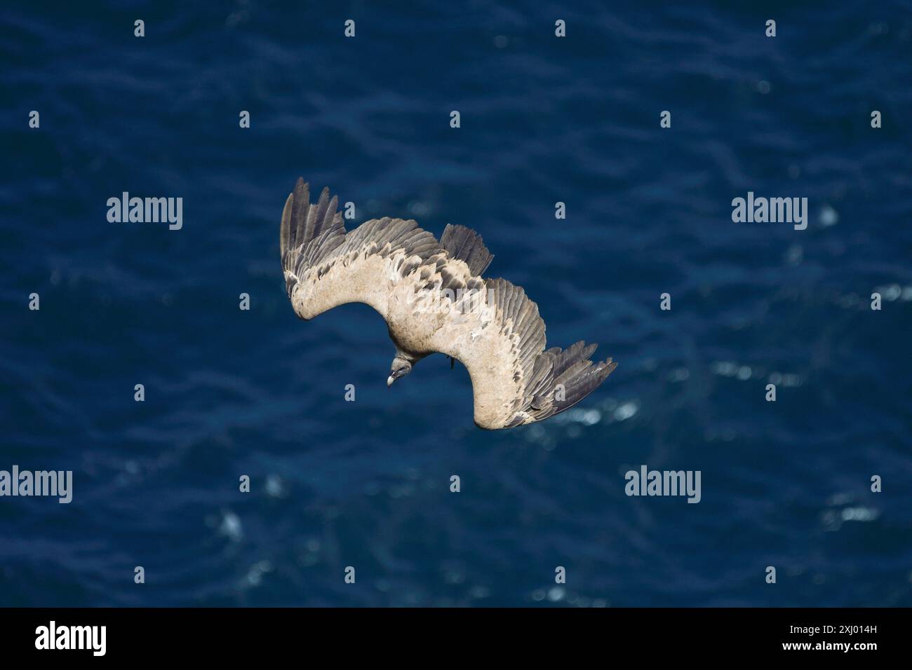 Griffon vulture flying over the Cantabrian Sea Stock Photo - Alamy