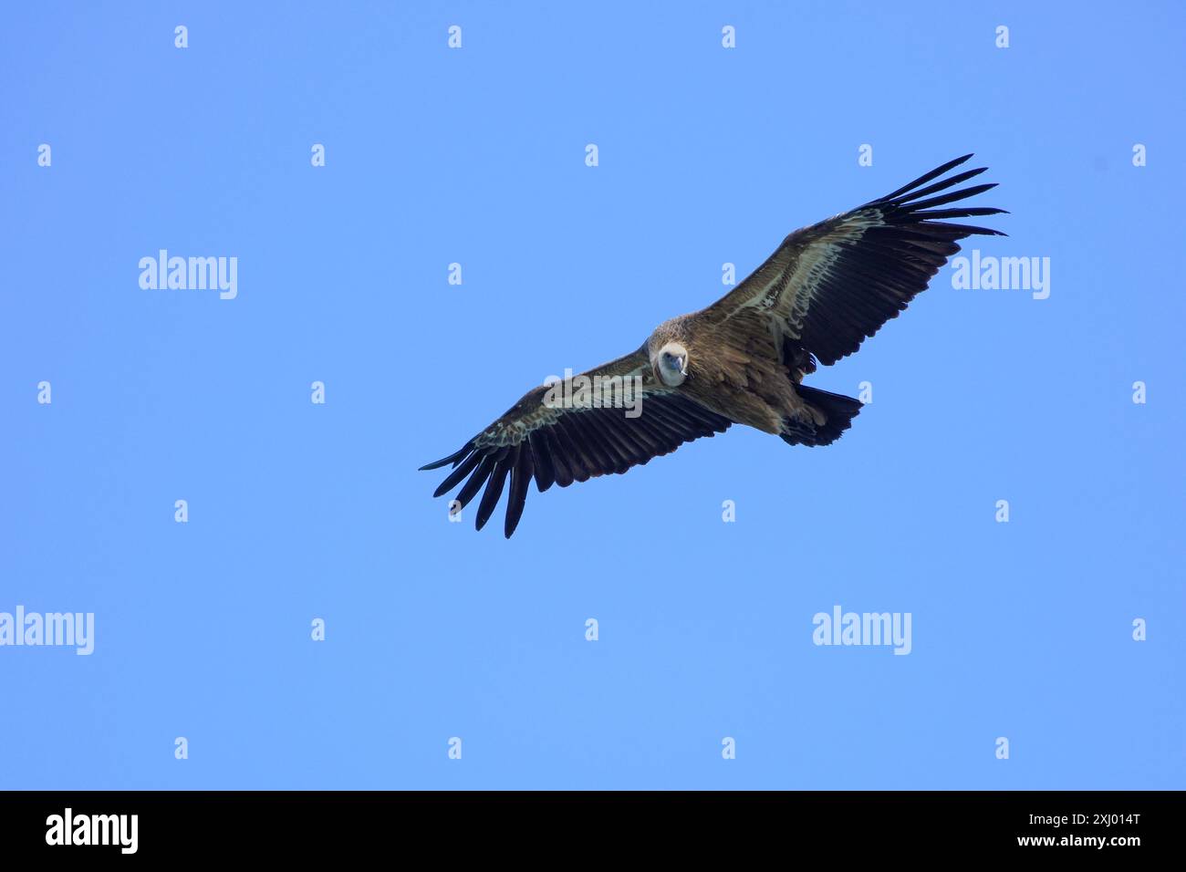 Griffon vulture flying over the Cantabrian Sea Stock Photo - Alamy