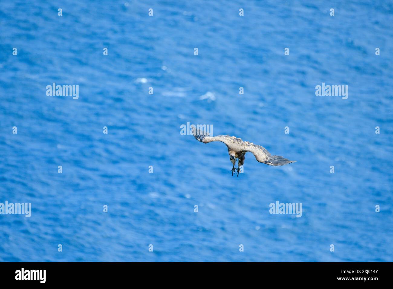 Griffon vulture flying over the Cantabrian Sea Stock Photo - Alamy