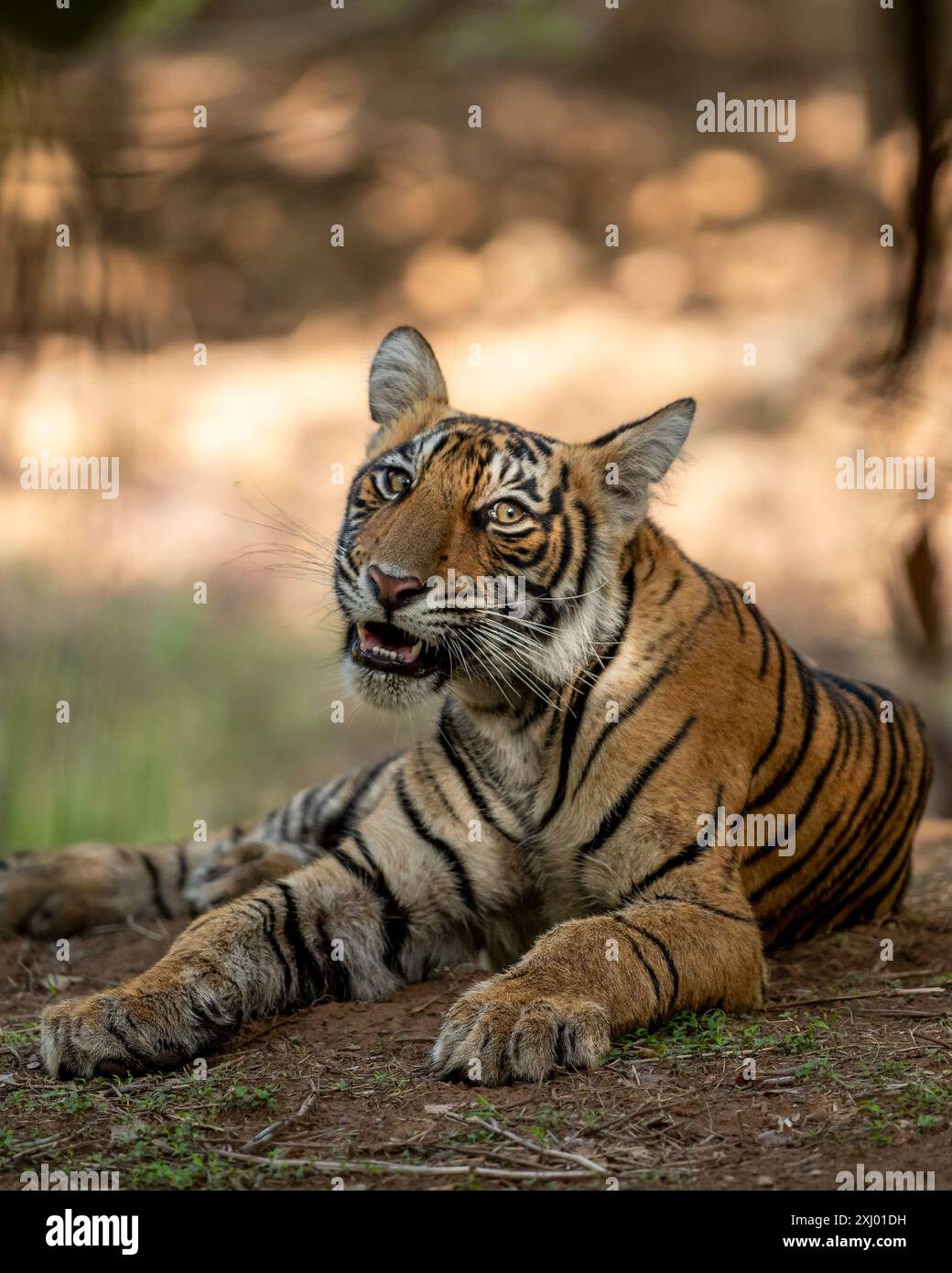 Showstopper wild female tiger cub panthera tigris closeup with face ...