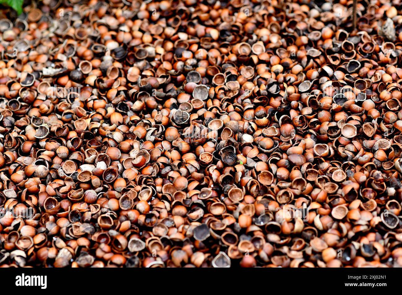 Empty hazelnut shells hazel nuts Stock Photo - Alamy