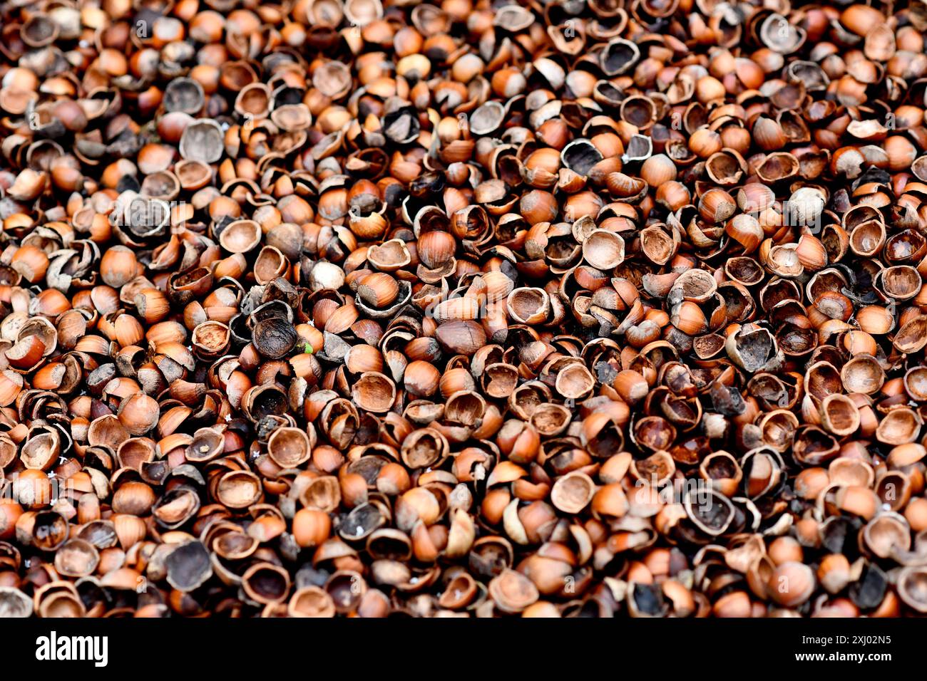 Empty hazelnut shells hazel nuts Stock Photo - Alamy