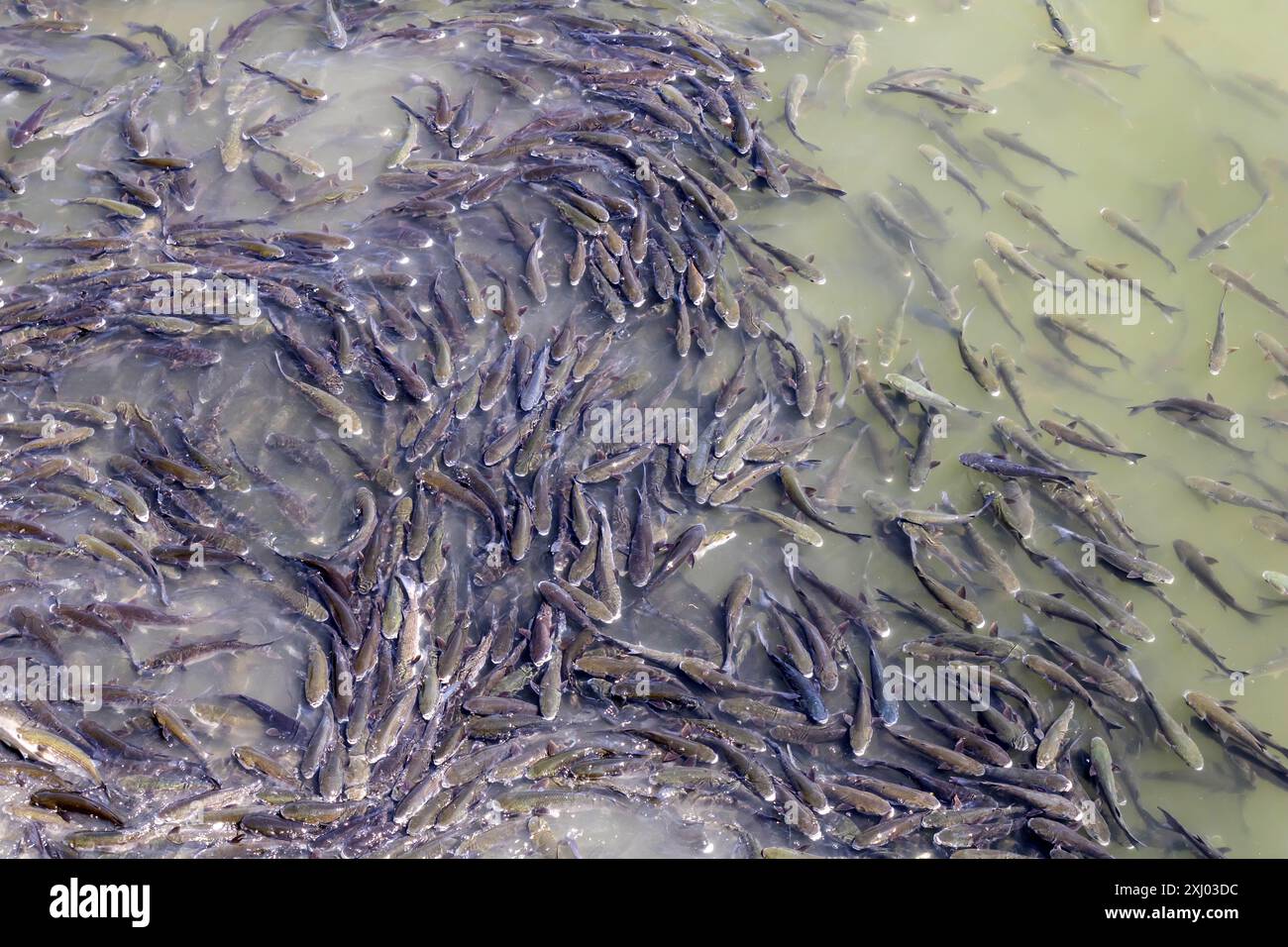 School of fish near the drainage discharge to Douro River in Porto ...