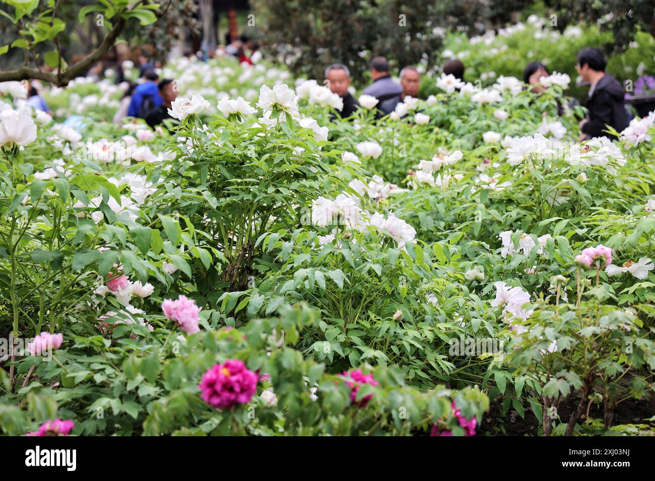 Mudan hi-res stock photography and images - Alamy