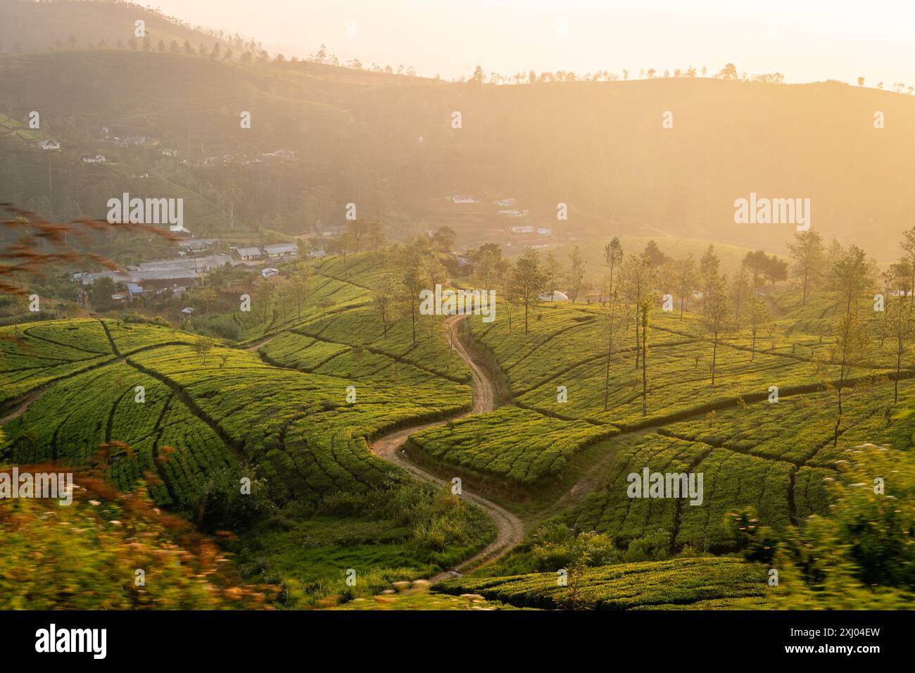 Serene view of lush green tea plantations with a winding path under a ...