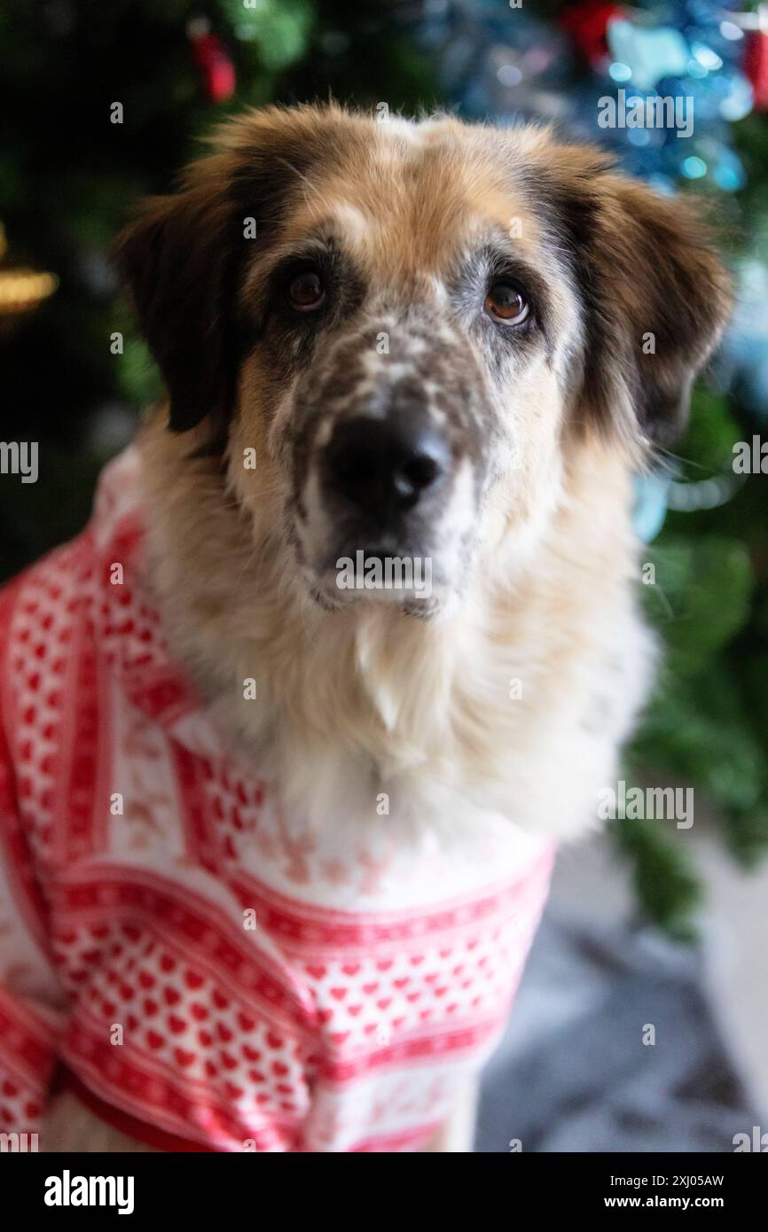 Big furry dog wearing red and white suit sitting near Christmas tree at ...