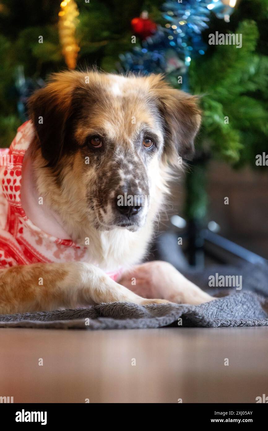 Big furry dog wearing red and white suit lying down near Christmas tree ...