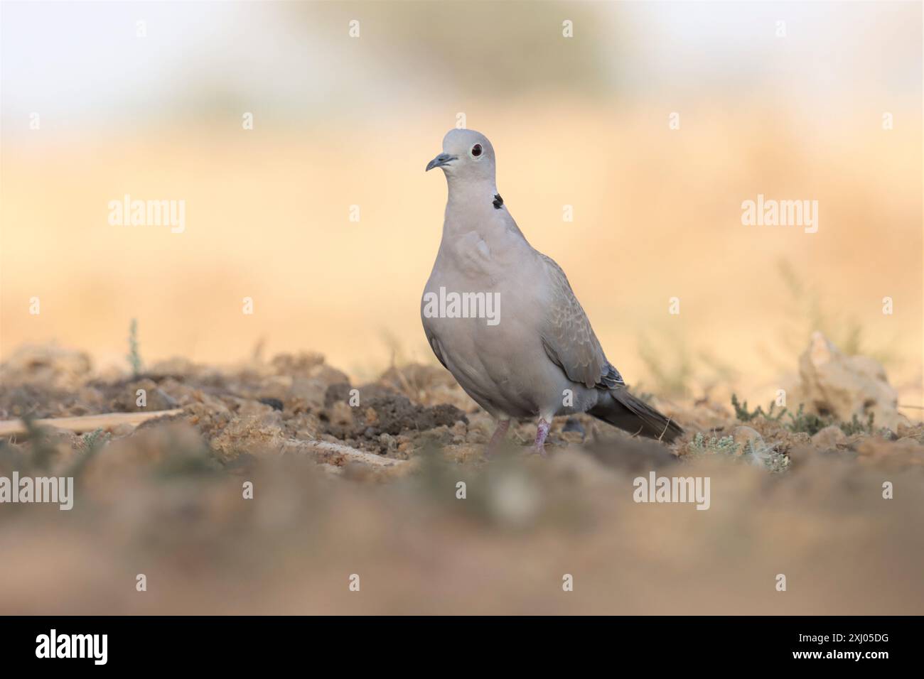 Dove bird standing on ground. Closeup of ring necked dove Stock Photo ...