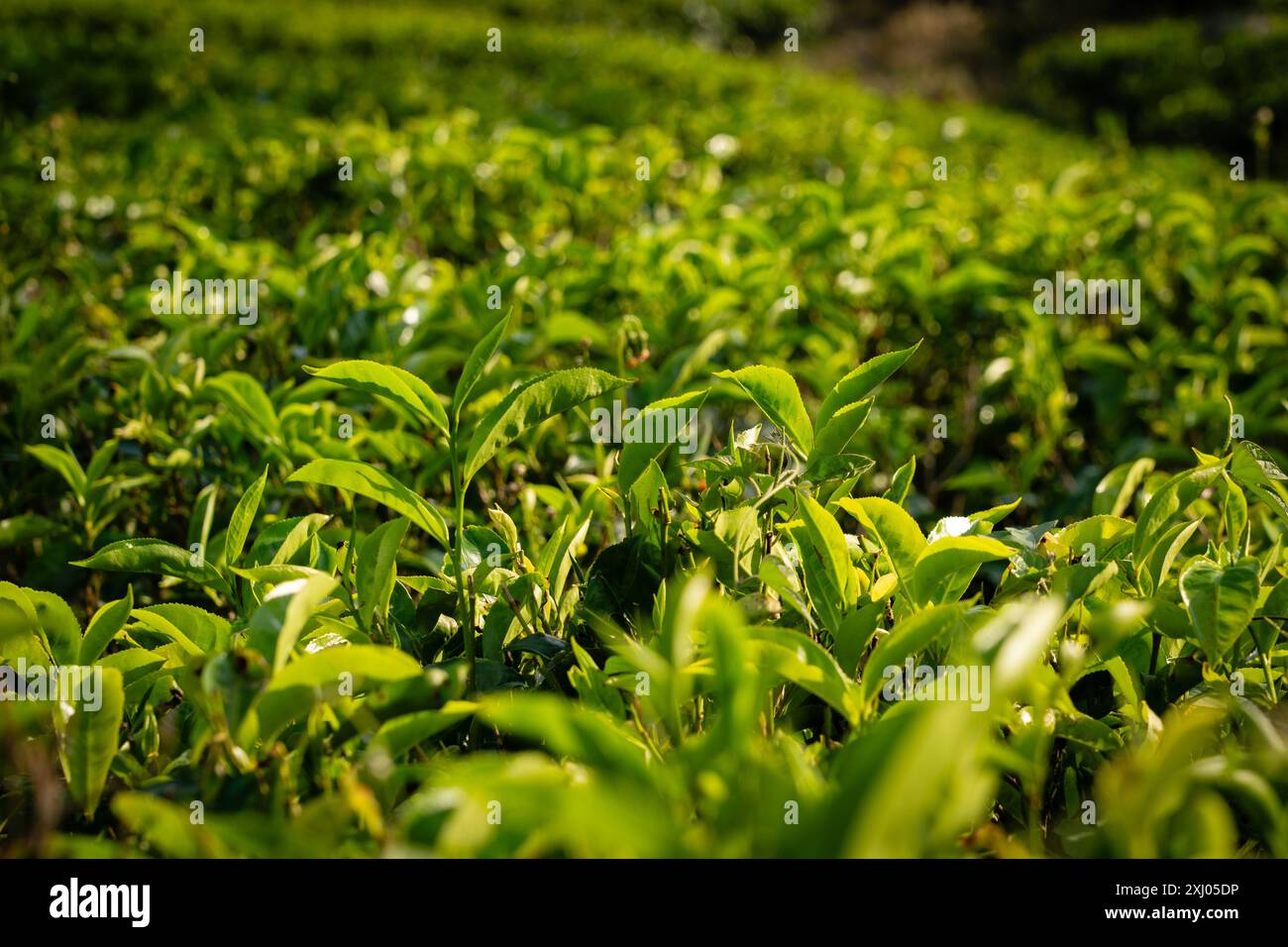 Lush green tea plants in a sunlit tea plantation landscape representing ...